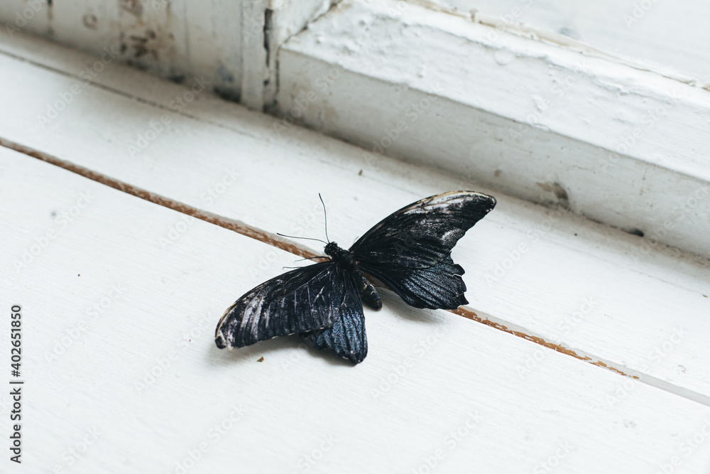 Close up of the reddish fluffy body of a giant silk moth , dead ...