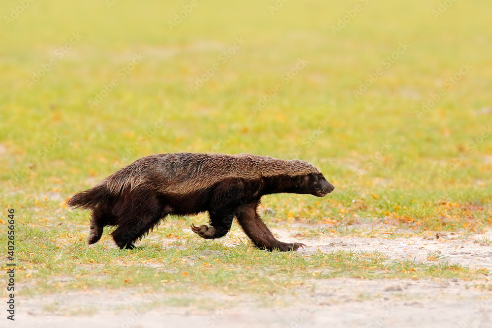 Poster Honey badger, Mellivora capensis, also known as the ratel, in ...