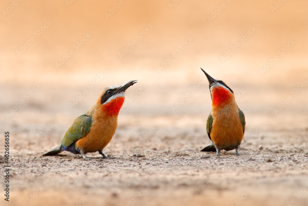 Bee-eaters on the gravel road. White-fronted bee-eater, Merops ...