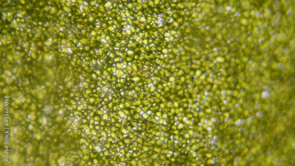Chloroplast under a microscope. Chloroplasts in plant cells. Cell ...