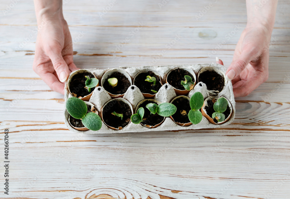 How to grow any plant in an egg shell Stock Photo | Adobe Stock