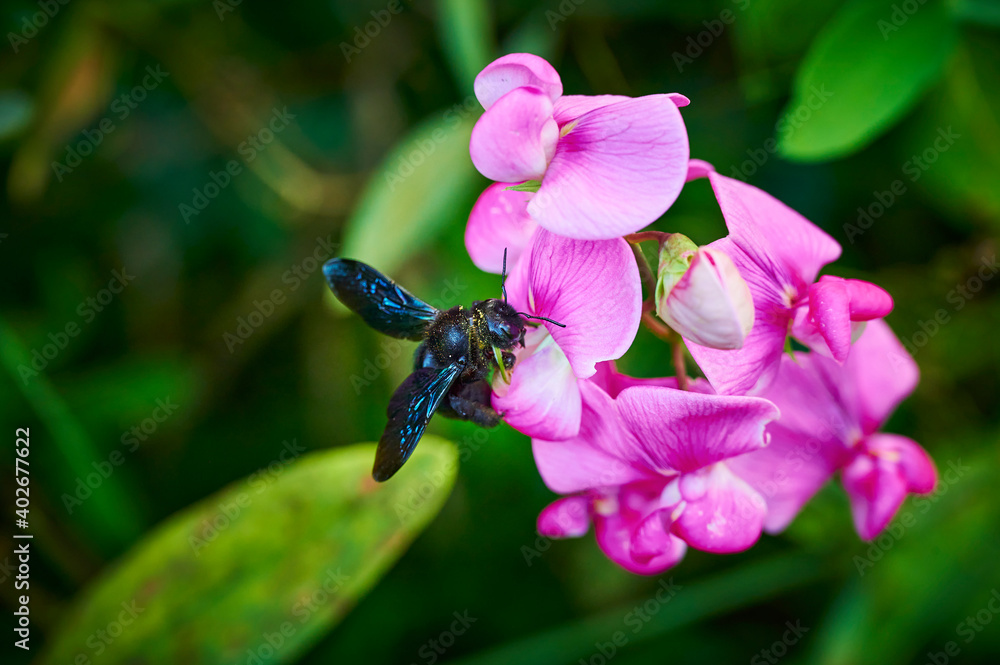 Carpenter bee (Xylocopa) on a vetch (Genus Vicia) in a garden. Stock ...