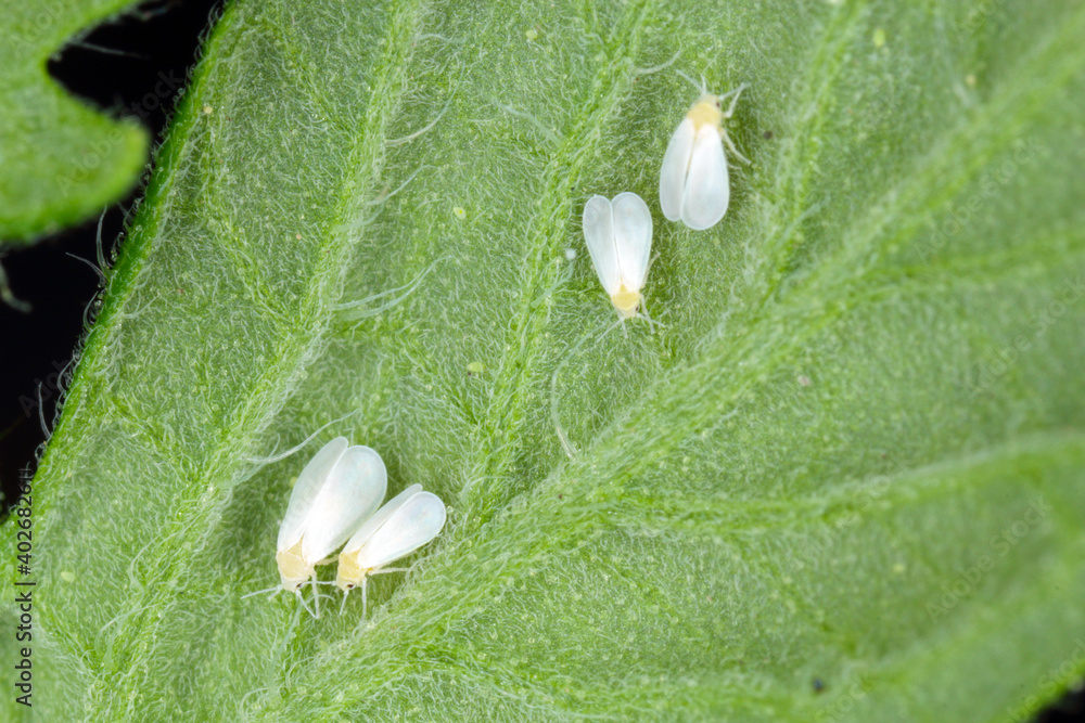 Silverleaf whitefly, Bemisia tabaci (Hemiptera: Aleyrodidae) is an ...