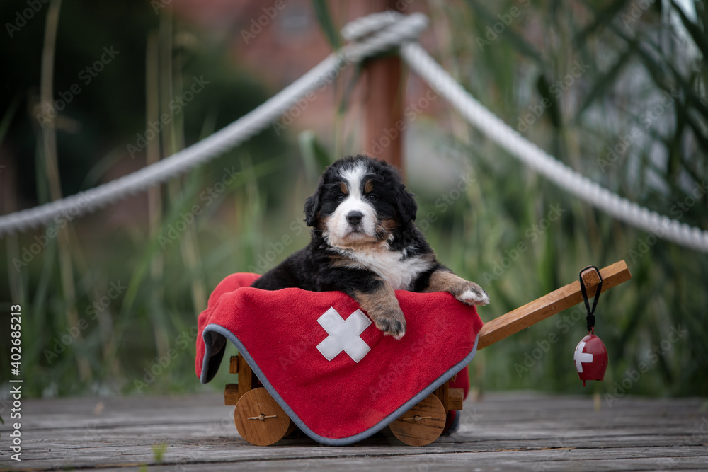 Berner Sennenhund Welpe in Bollerwagen mit Schweizer Kreuz Stock Photo ...