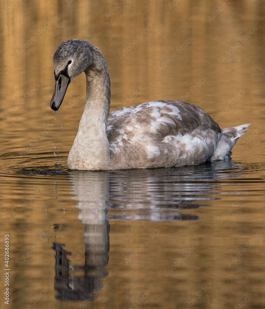 Juvenile mute swan acting as ugly duckling while watching its own ...