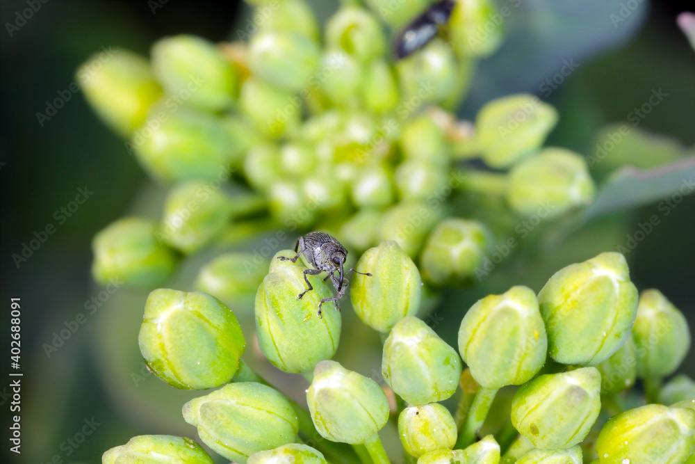The cabbage seedpod weevil, Ceutorhynchus assimilis is beetle from ...