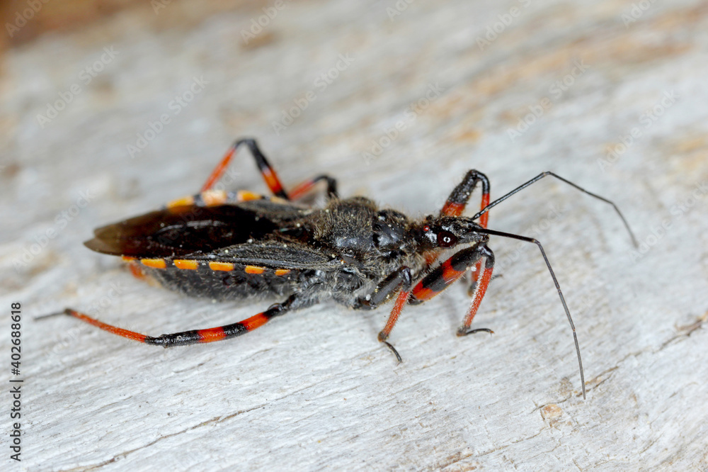 Rhynocoris annulatus, an Assassin bug on wood. It is a predatory bug ...