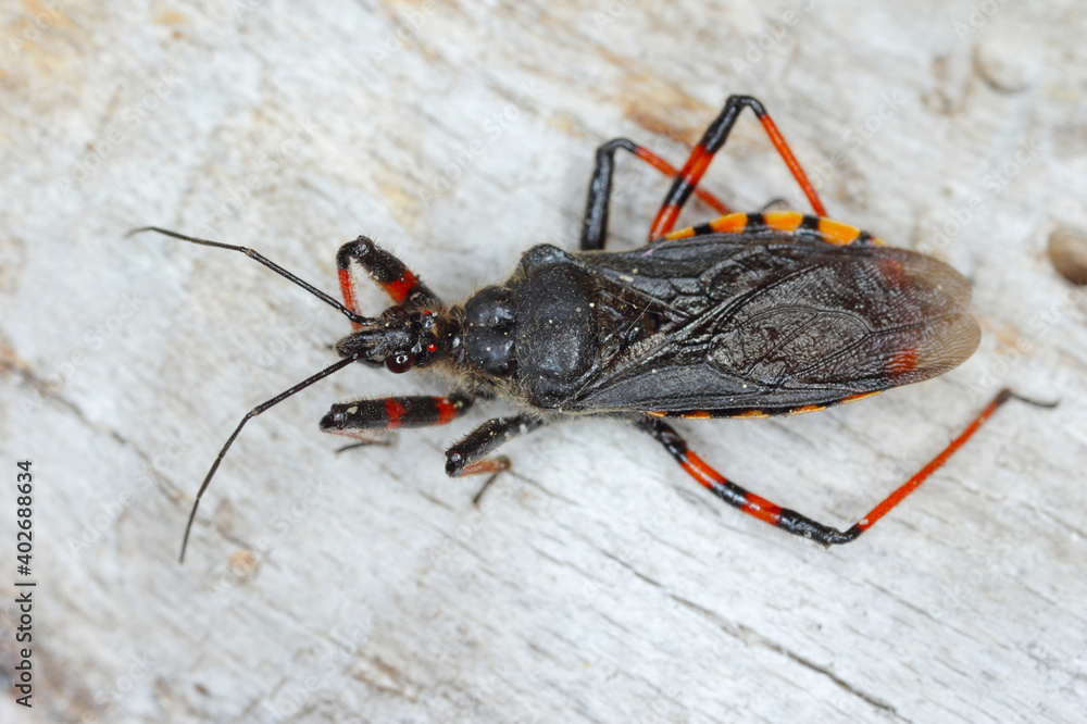 Rhynocoris annulatus, an Assassin bug on wood. It is a predatory bug ...