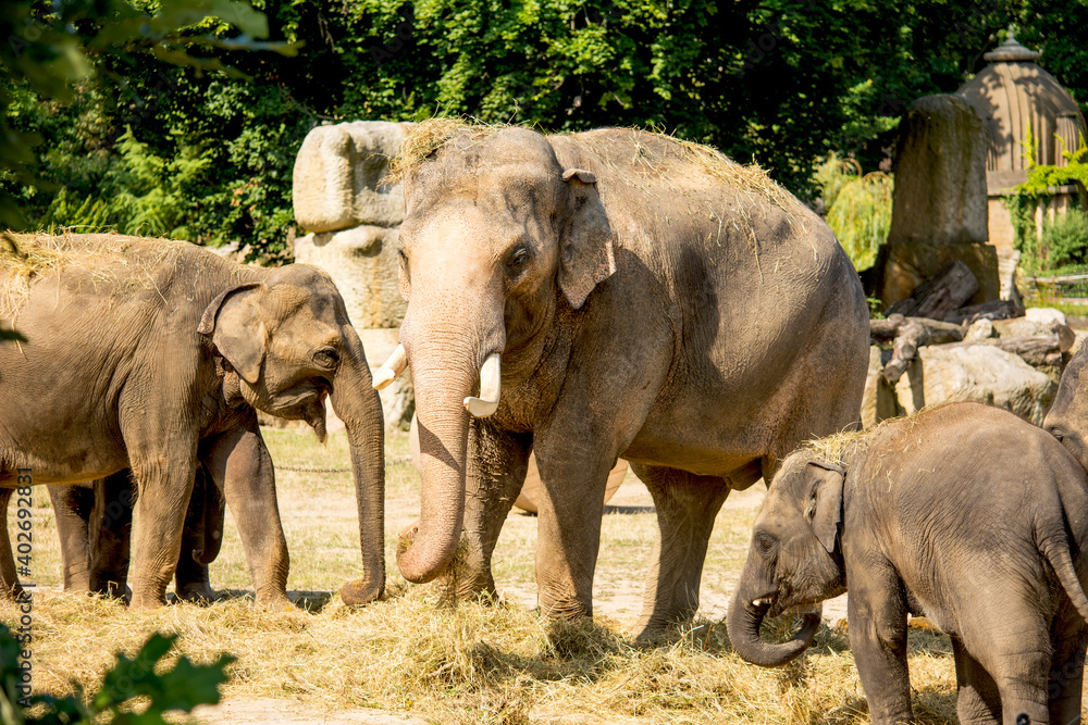 Big family of elephants have fun and spend time together enjoying their ...