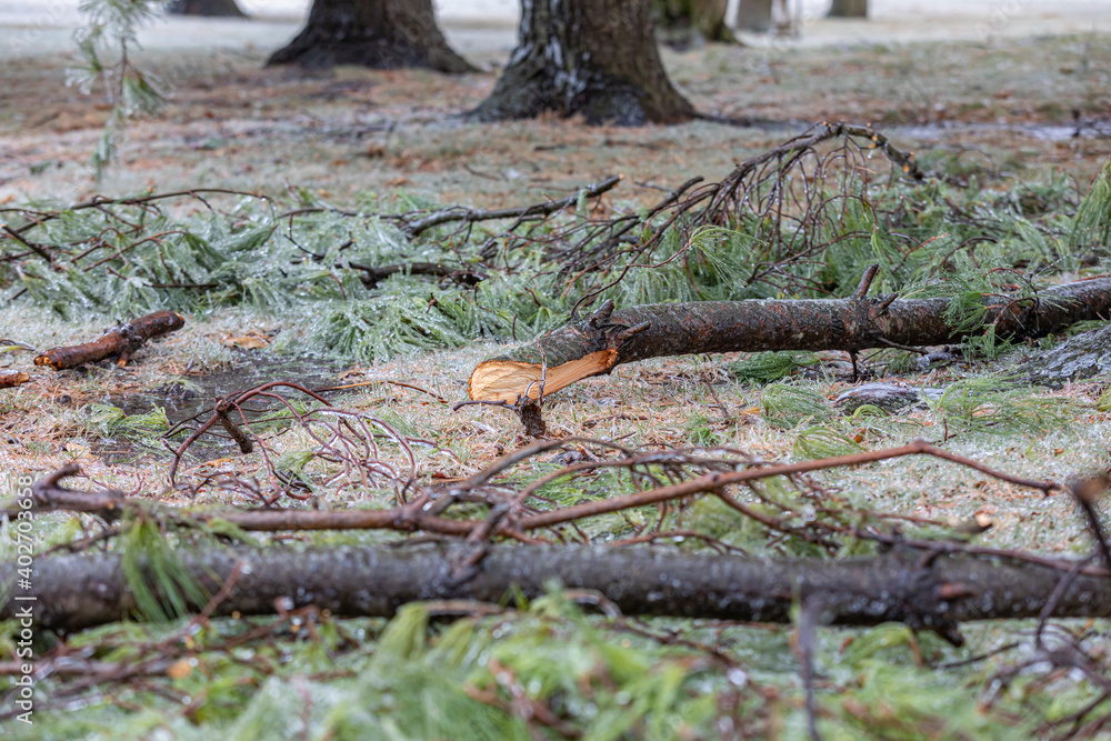 Broken Branch On Ground
