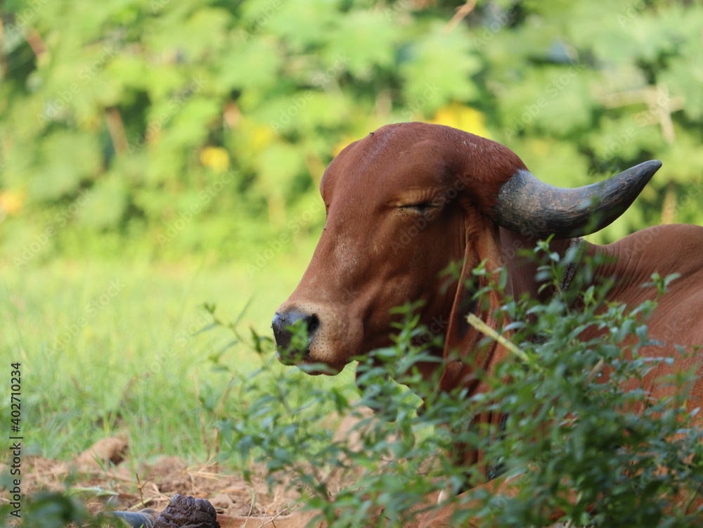 Indian cow slipping at the field. Stock Photo | Adobe Stock