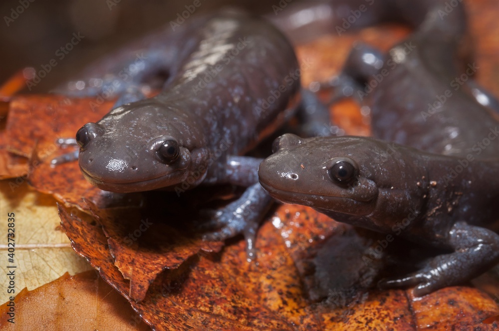 Two Jefferson salamanders posing together on leaves Stock Photo | Adobe ...