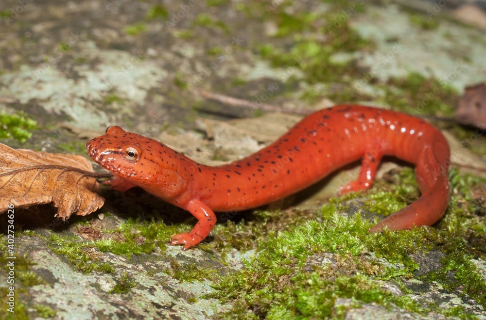 Spring Salamander