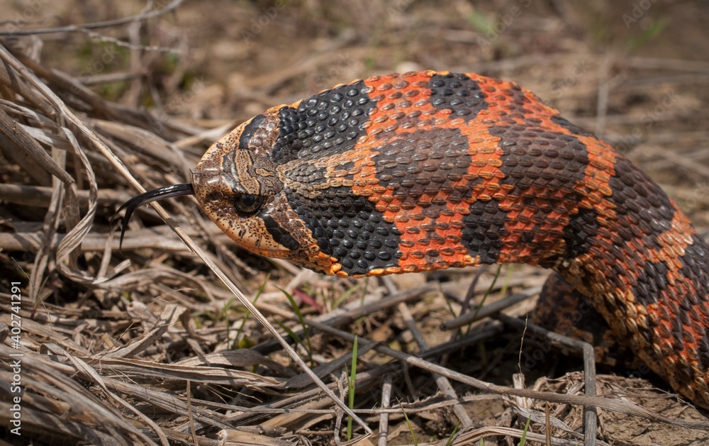 Vibrant colorful red orange Eastern Hognose snake in defensive flared ...
