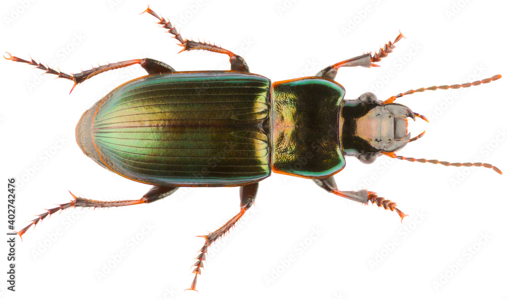 Harpalus distinguendus is a species of ground beetle in the subfamily ...