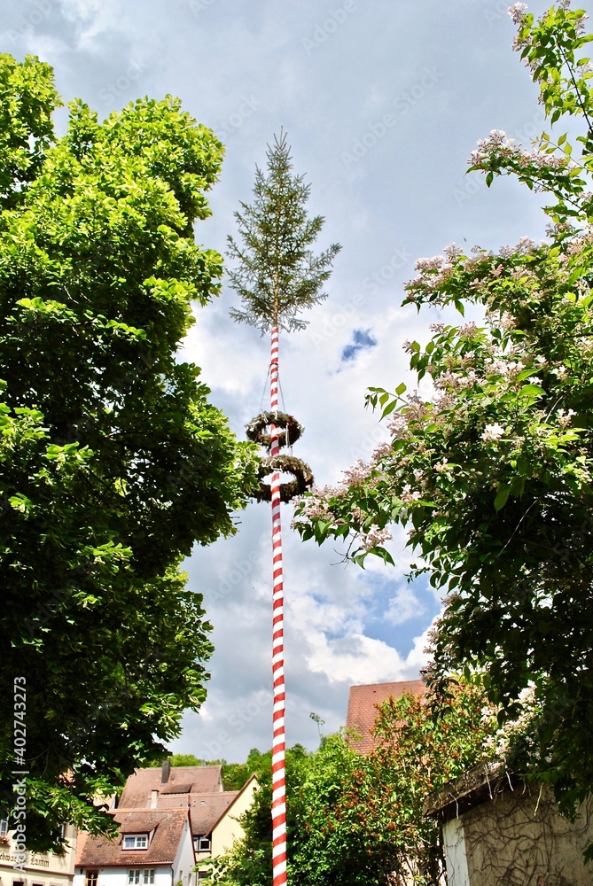 German Maypole (Maibaum) stands in Detwang village. The pole is red and white striped with a ...