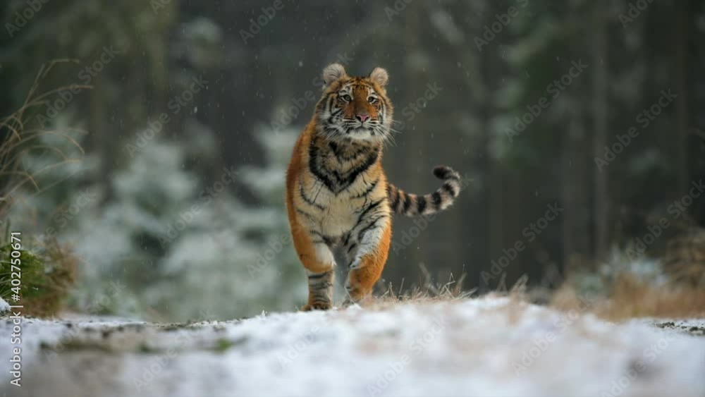 A large young female Siberian tiger (Panthera tigris altaica) runs ...