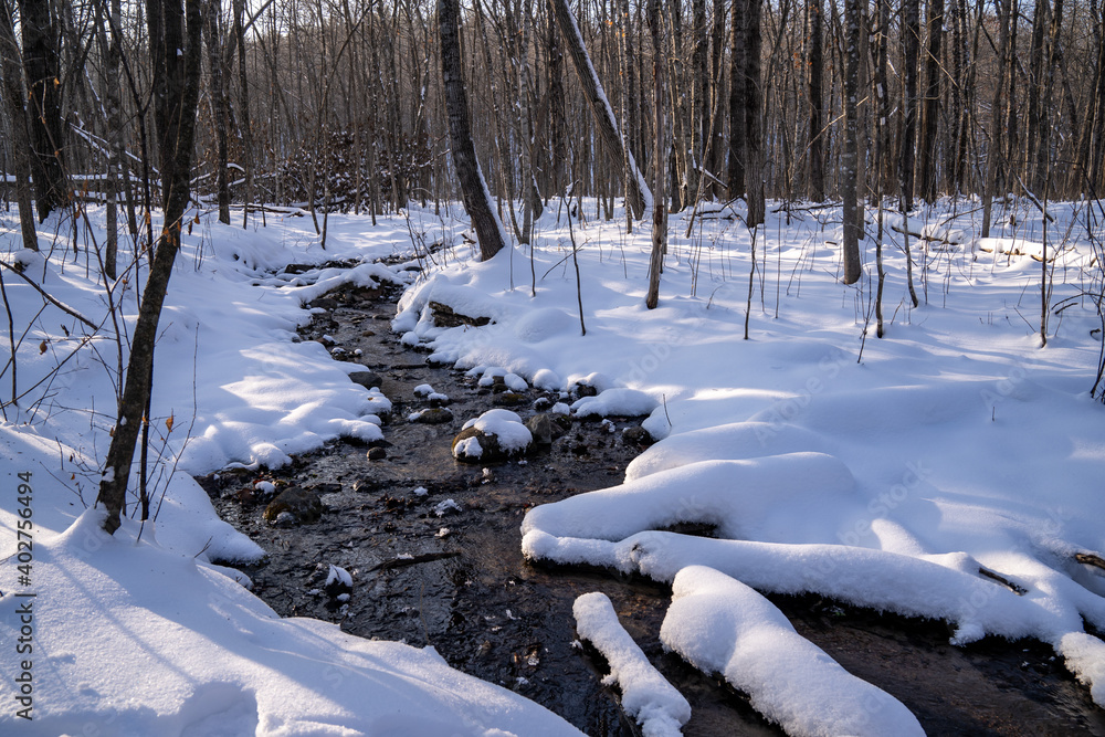 Snow In The Woods Minnesota