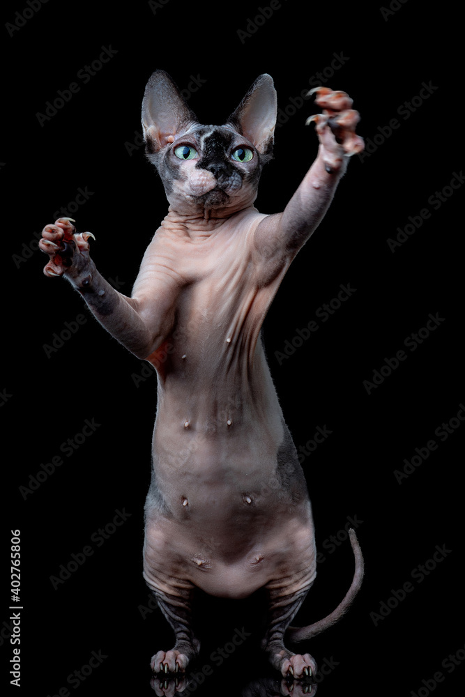 Lovely hairless Canadian Sphinx cat standing on its hind legs and ...