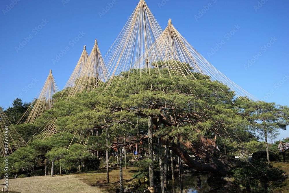 Pine tree supported by Rope to protect from snow, called Yuki-tsuri, at ...