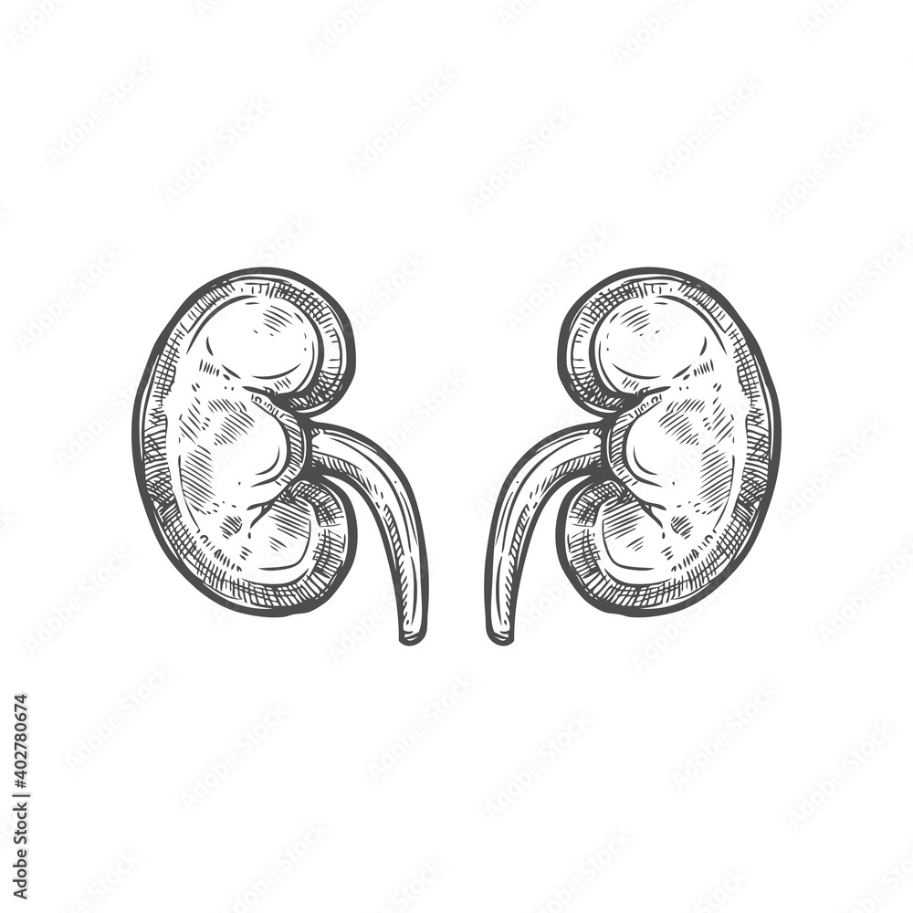 Kidneys sketch icon, urinary system isolated vector. Renal system ...