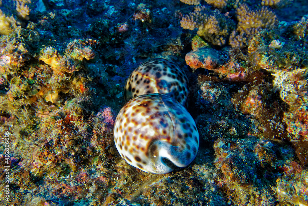 Photo & Art Print Tiger cowrie, Guillaume