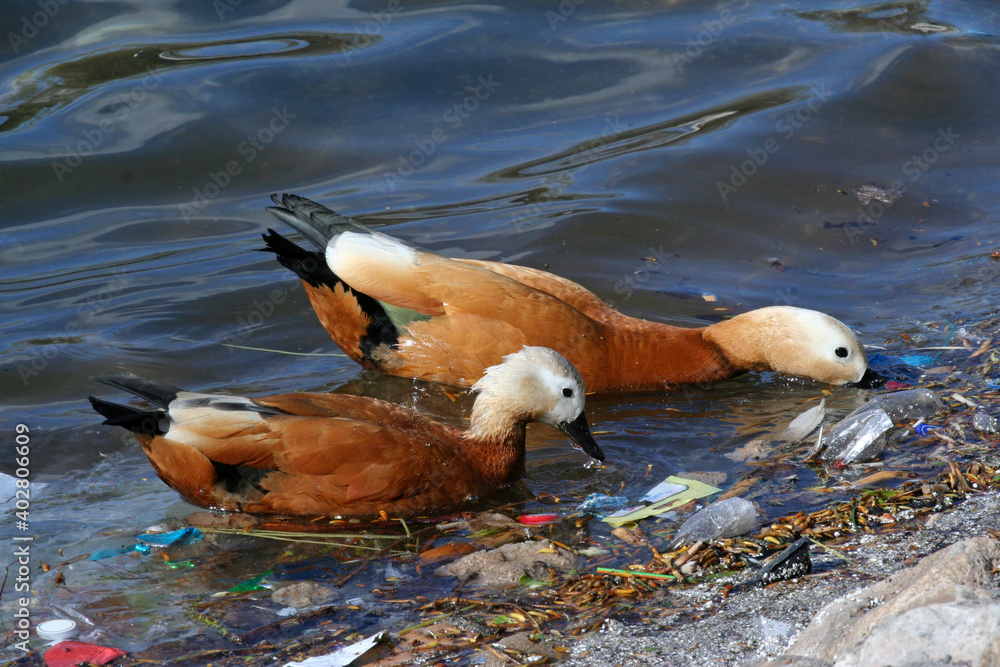 Hungry duck birds in search of food among the garbage in the pond.Human ...