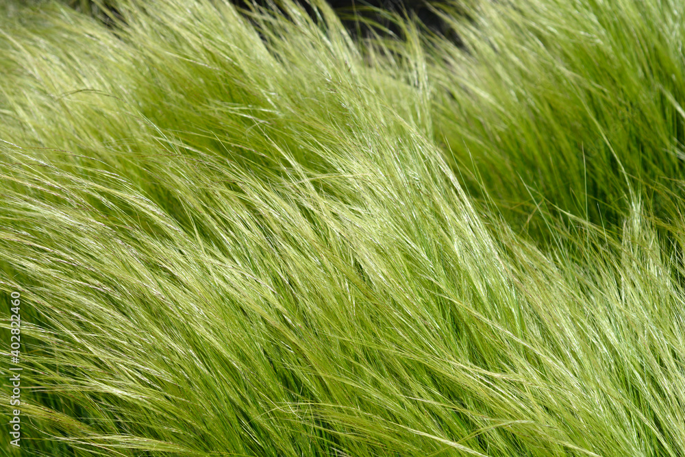 Pony tails grass Stock Photo | Adobe Stock