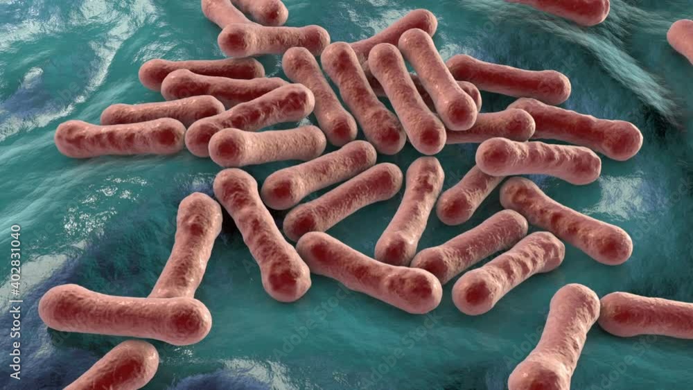 Bacteria Corynebacterium diphtheriae, Gram-positive rod-shaped ...