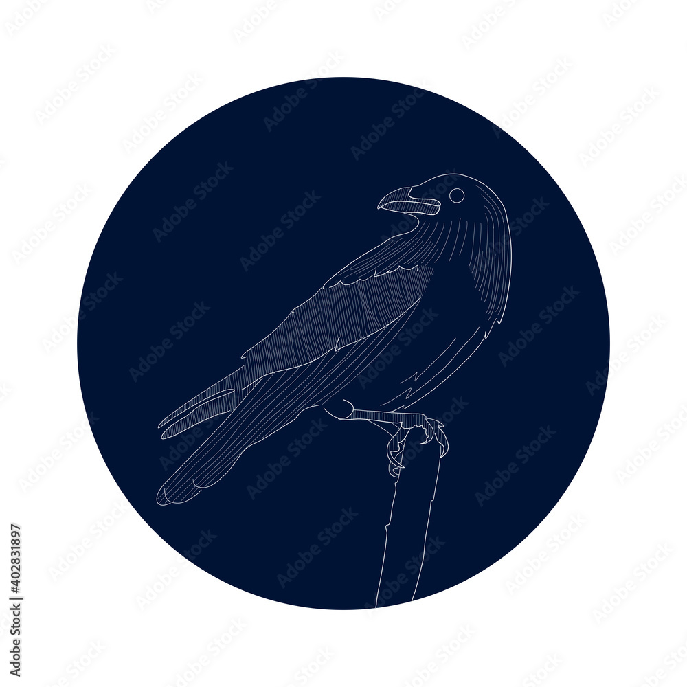 White crow silhouette on a navy blue background. Linear bird, simple ...