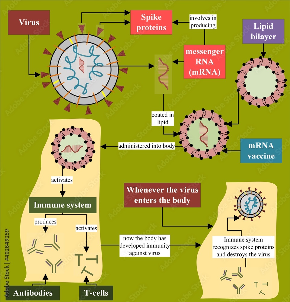 mRNA vaccine mechanism in relation to human body Stock Illustration ...