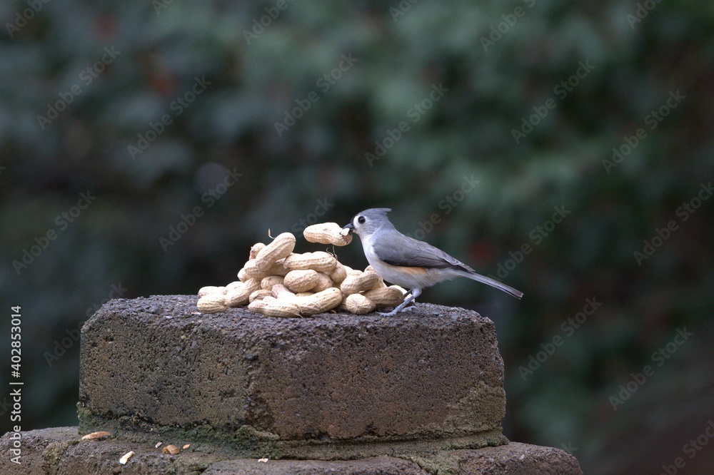 Titmouse bird peanut Stock Photo | Adobe Stock