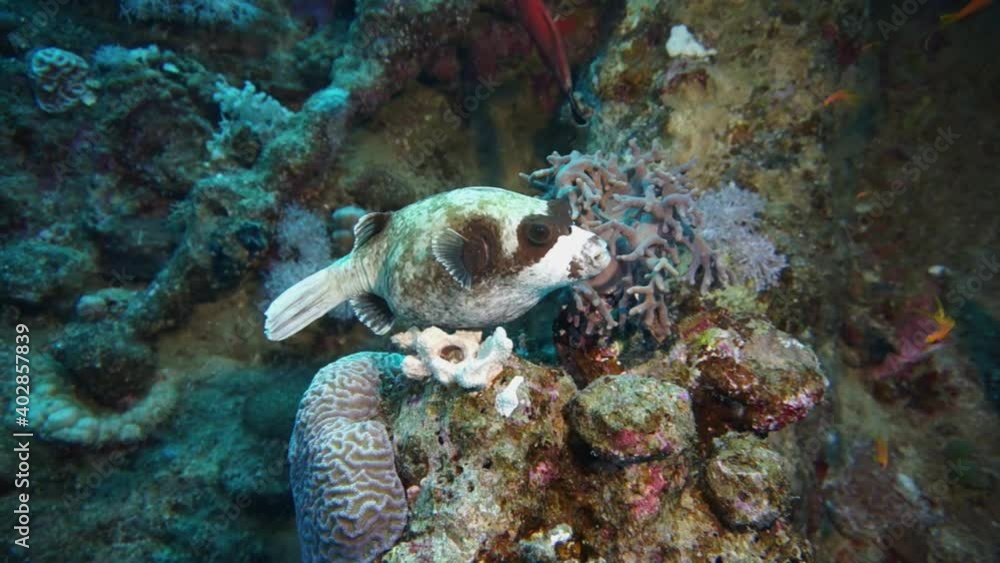Funny puffer fish tries to hide from the annoying driver. Natural ...