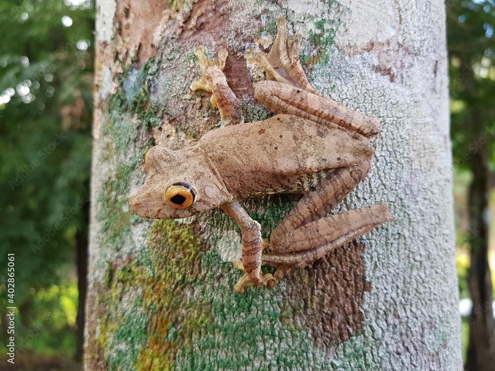 True tree frog amphibian of the Hylidae family. Amazon rainforest ...