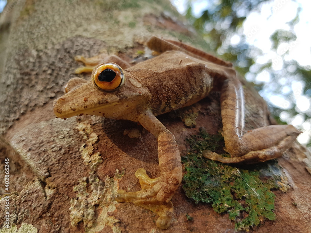 True tree frog amphibian of the Hylidae family. Amazon rainforest ...