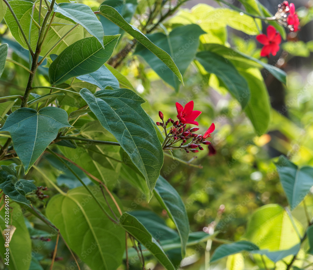 Jatropha integerrima | Peregrina or spicy jatropha, shrub with stunning ...