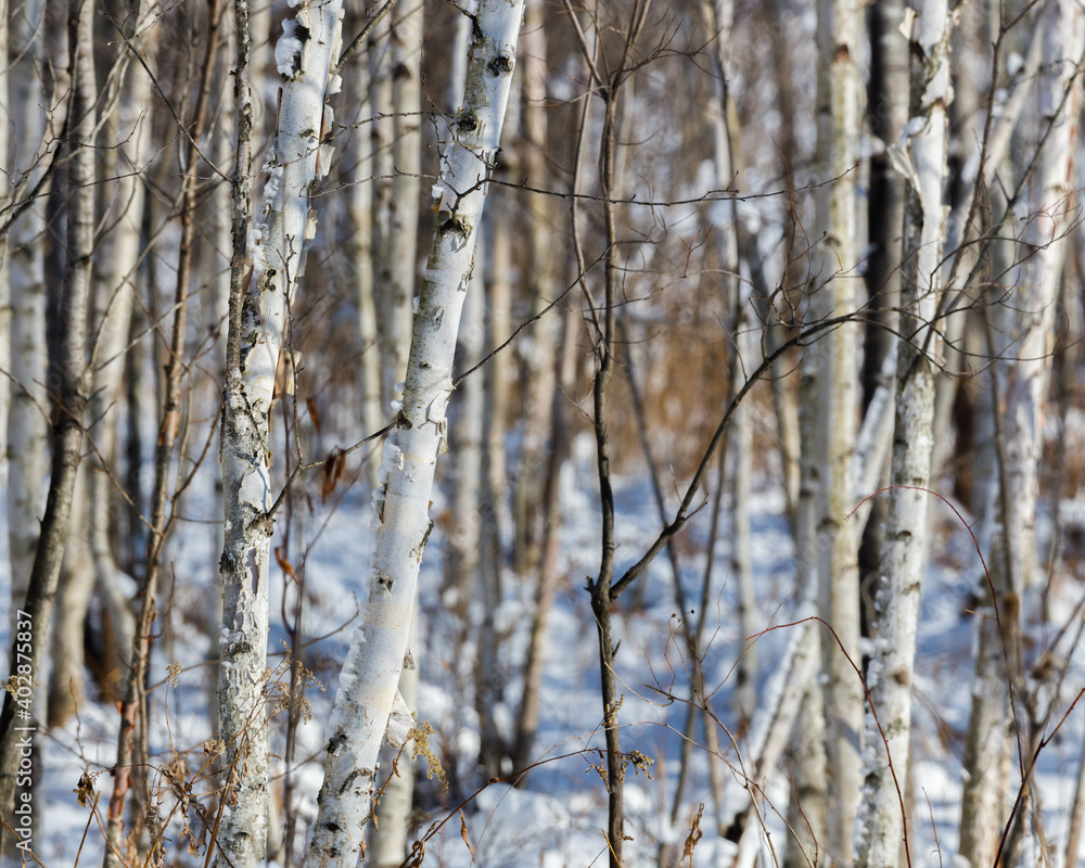 Cluster of Paper Birch trees, also known as White Birch (Betula ...