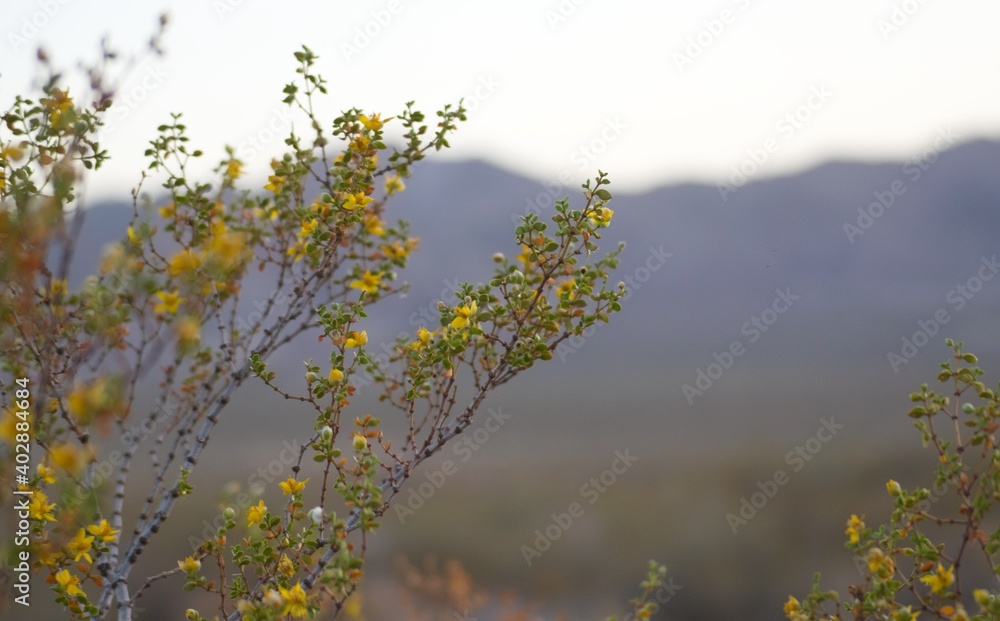Plant of Jarilla (Larrea divaricata) in bloom near Uspallata, Mendoza ...