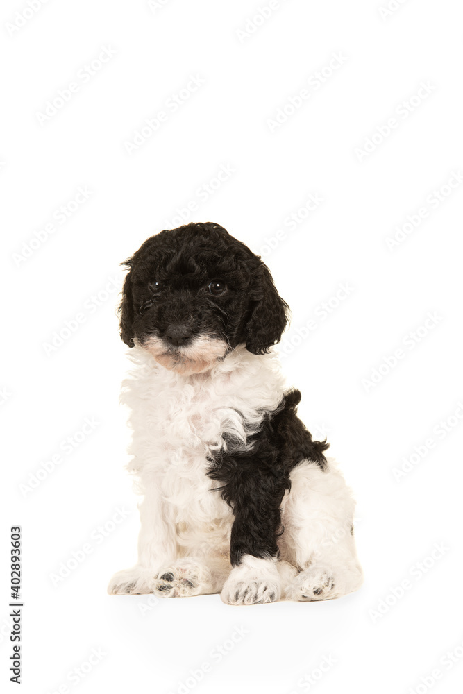 Cute black and white labradoodle puppy sitting seen from the side ...