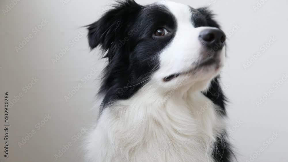 Funny studio portrait of cute smiling puppy dog border collie isolated ...