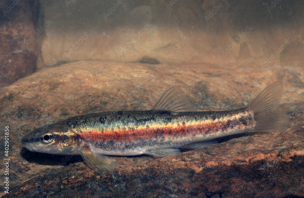 Eastern Blacknose Dace