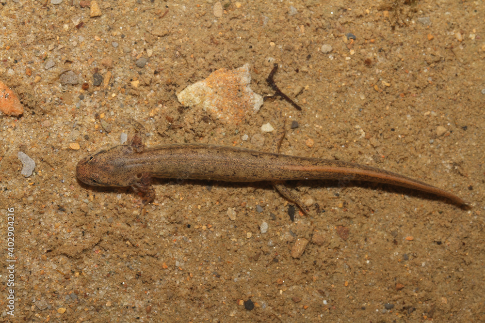 Looking down at the aquatic larva of a two-lined salamander (Eurycea ...