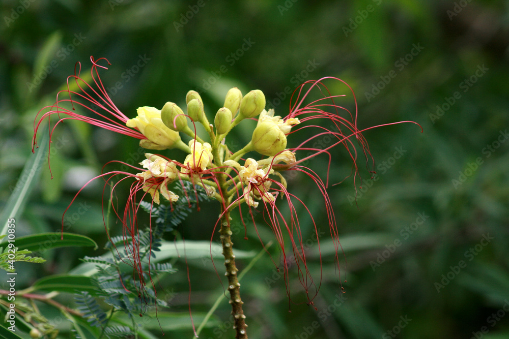 Barba de chivo - Caesalpinia gilliesii Stock Photo | Adobe Stock