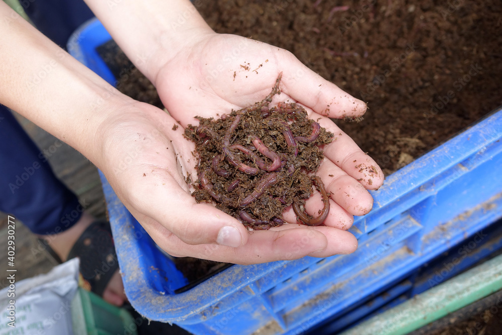 Earthworms on hand. African nightcrawlers in earthworm farm Stock Photo ...