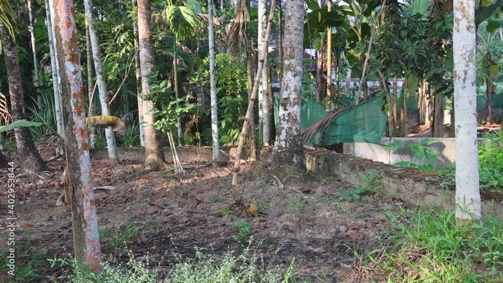 Many fresh raw organic coconut falling from coconut palm tree 4K slow ...