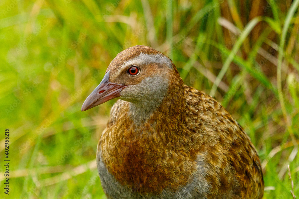 Weka - Gallirallus australis Endemic flightless rail of New Zealand ...