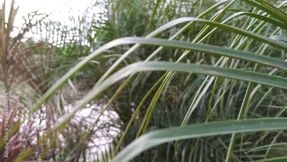 cinematic close up shot sharp pointy palm leaves swaying in the breeze ...
