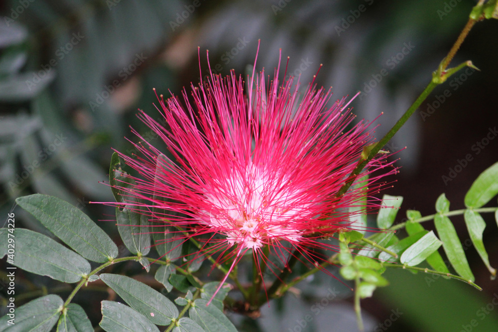 Pink Mimosa Flower