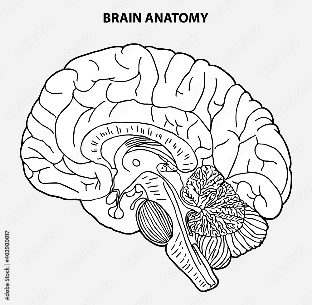 BRAIN ANATOMY BLACK AND WHITE LINE ILLUSTRATION VECTOR Stock Vector ...