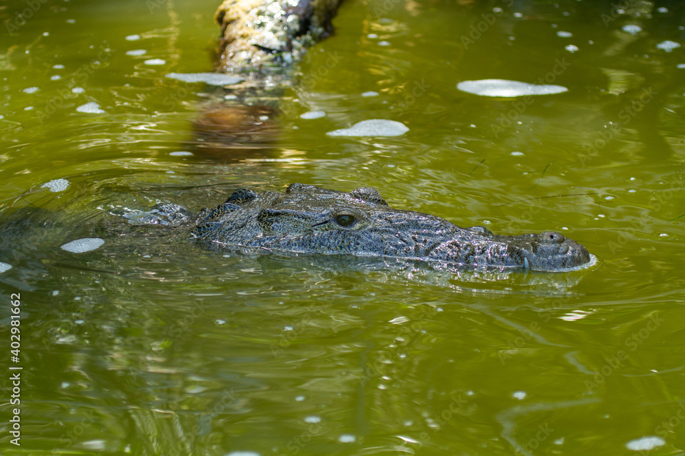 caiman Yucatán peninsula in southeastern mexico Mayan landscapes and ...
